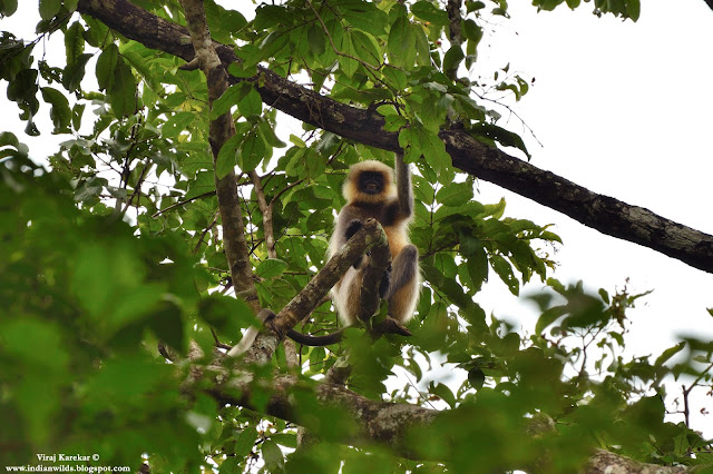 Viraj Karekar's Nature and Wildlife Photography: The Magical Western ...