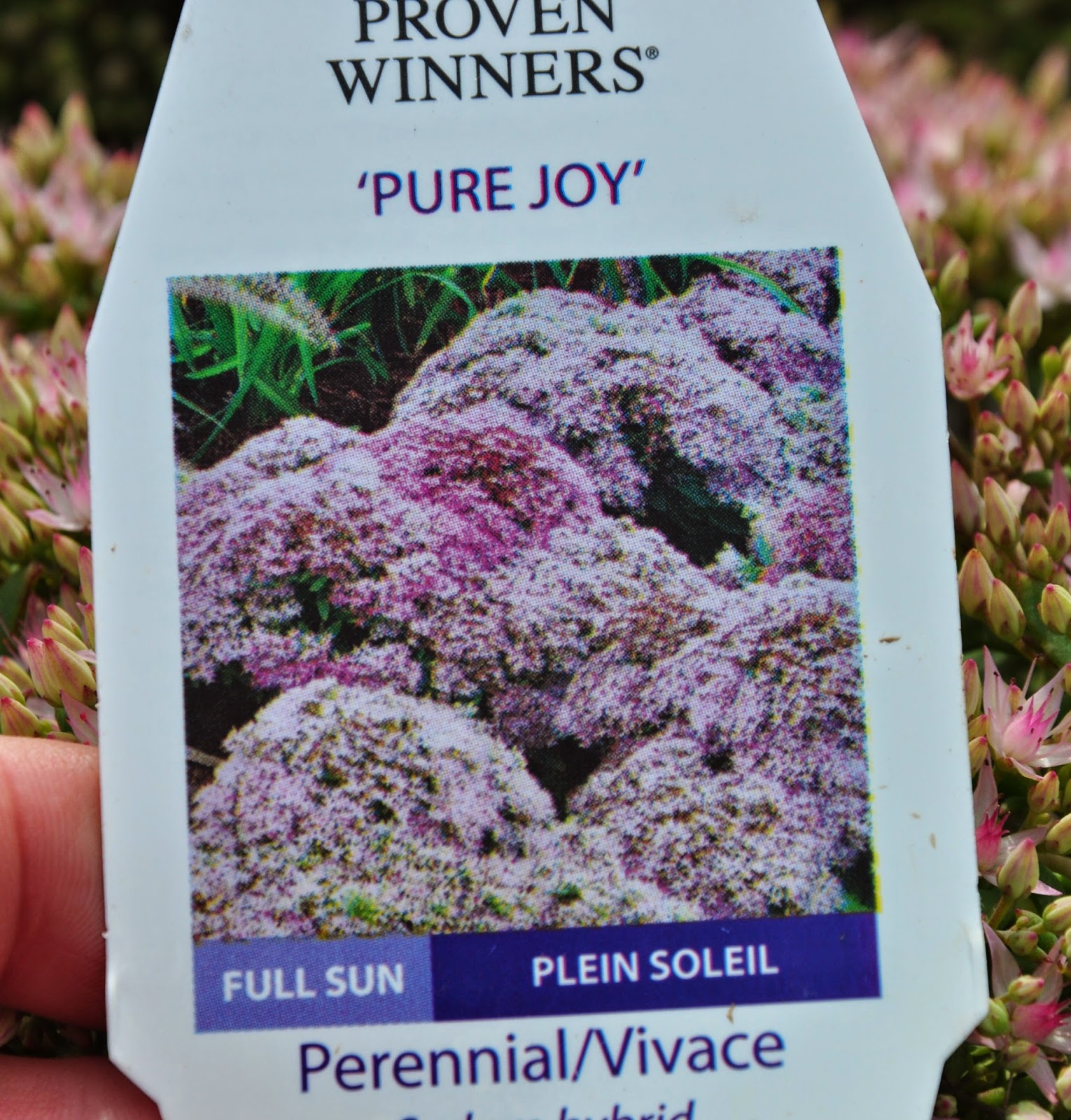 Three Dogs in a Garden: The early beginnings of Great Fall Color