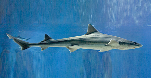 Tiburones en Galicia: Musola (Mustelus mustelus)