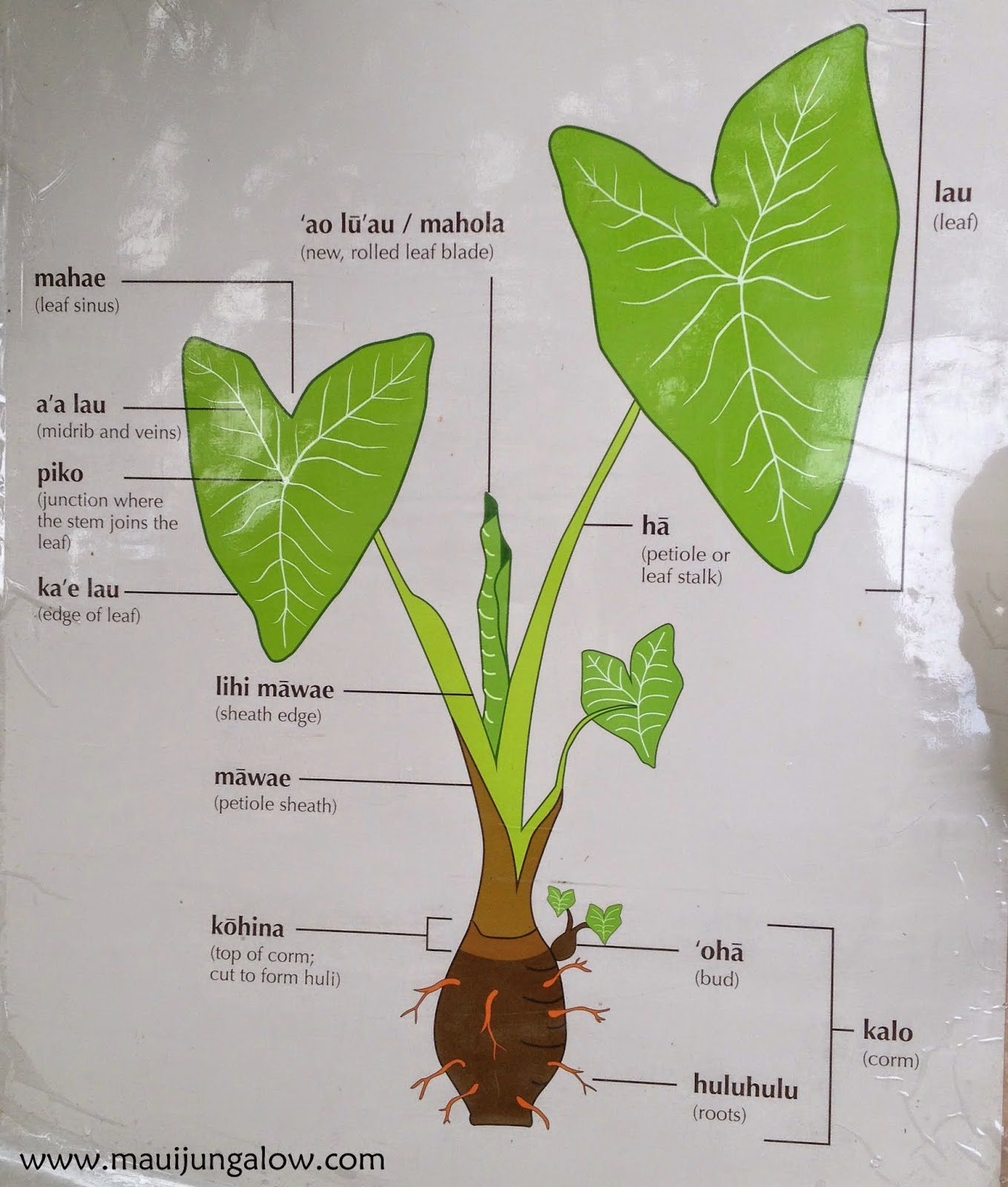 Maui Jungalow: Six Surprising Things I Learned on May Day at the Bailey ...