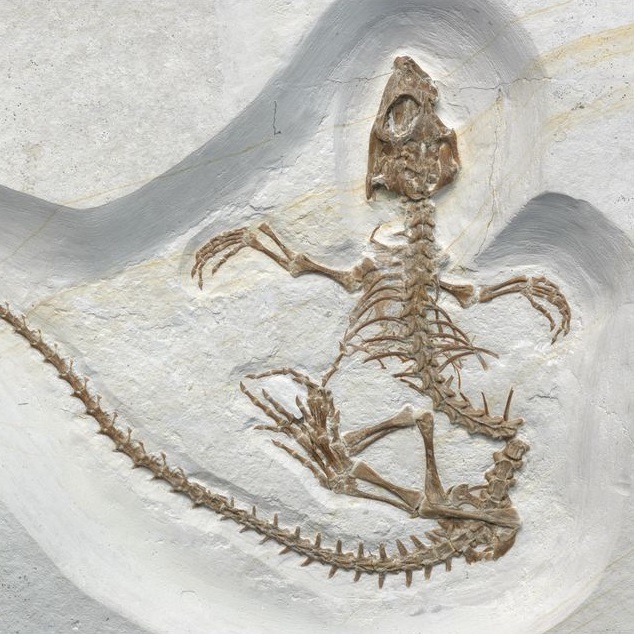 Species New to Science: [Paleontology • 2017] Vadasaurus herzogi • A ...