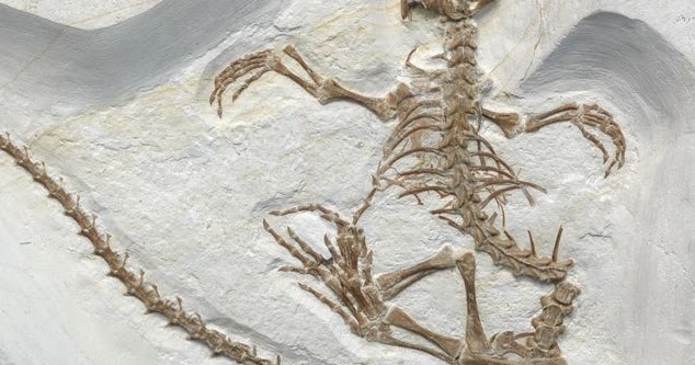 Species New to Science: [Paleontology • 2017] Vadasaurus herzogi • A ...