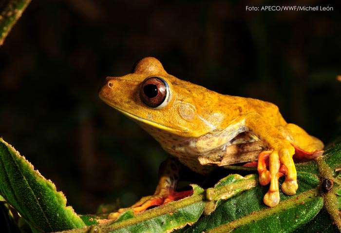 Turismo y Cultura Amazónica: Nuevo plan maestro Parque Nacional Alto Purus