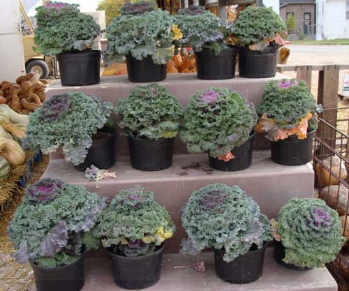 Flowering Kale | Home Garden Companion