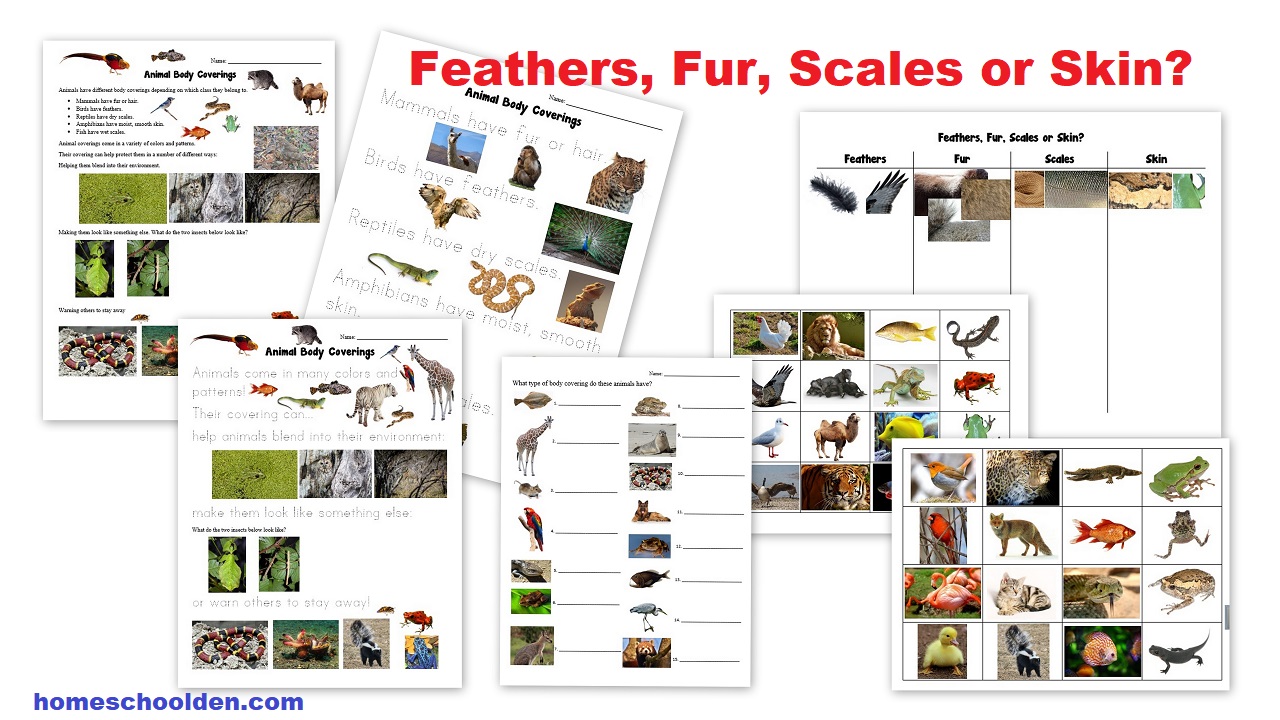 The Homeschool Den: Living and Non Living Sorting Activities