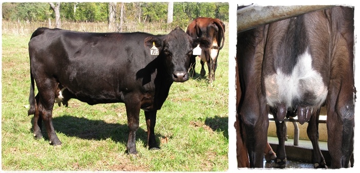 Amazing Grace Dairy: 2010 Cows for Sale - SOLD