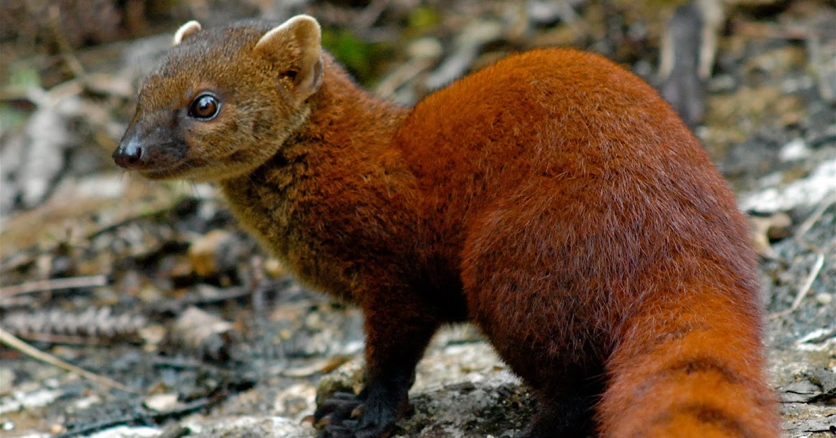 Abe's Animals: Galidiinae subfamily