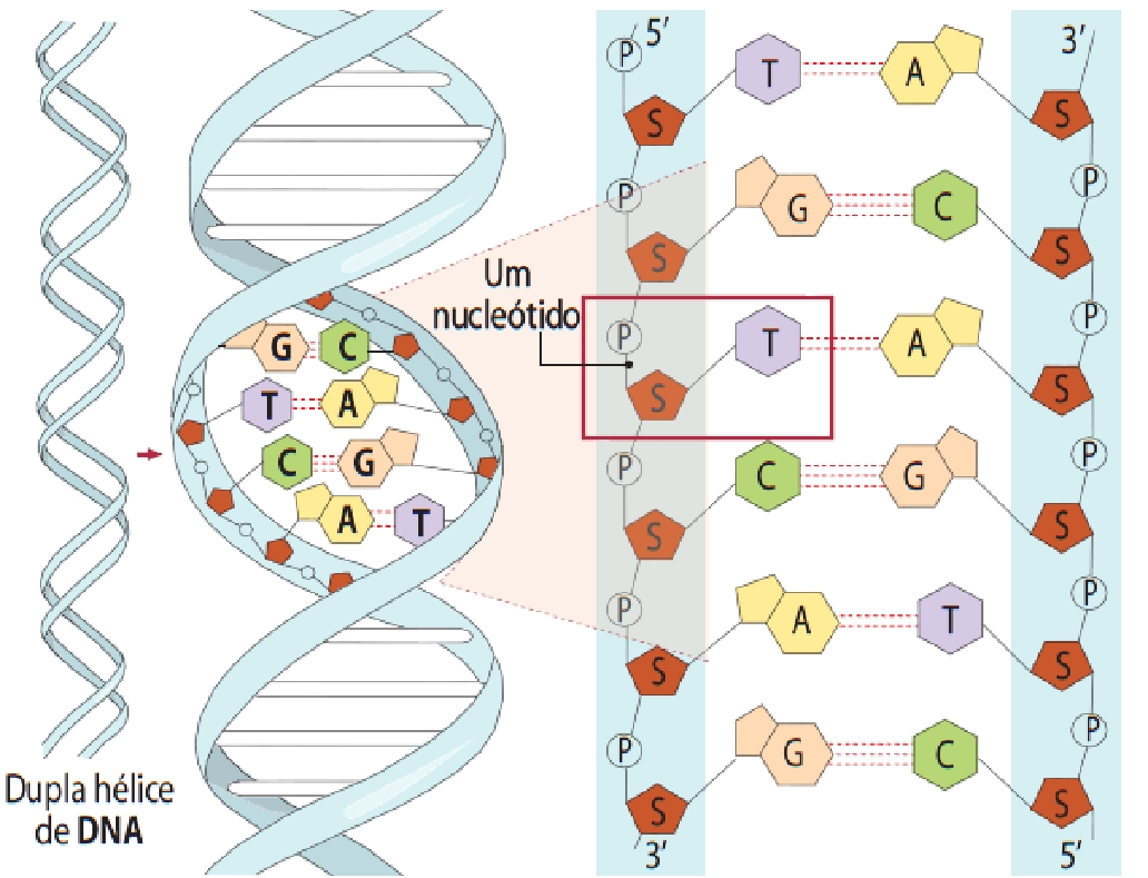 Biologia e Geologia ( e-portfólio ): Prótidos,Glícidos,Lípidos e Ácidos ...