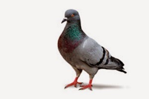 Algumas doenças comocriptococose, histoplasmose e clamidiose são ...