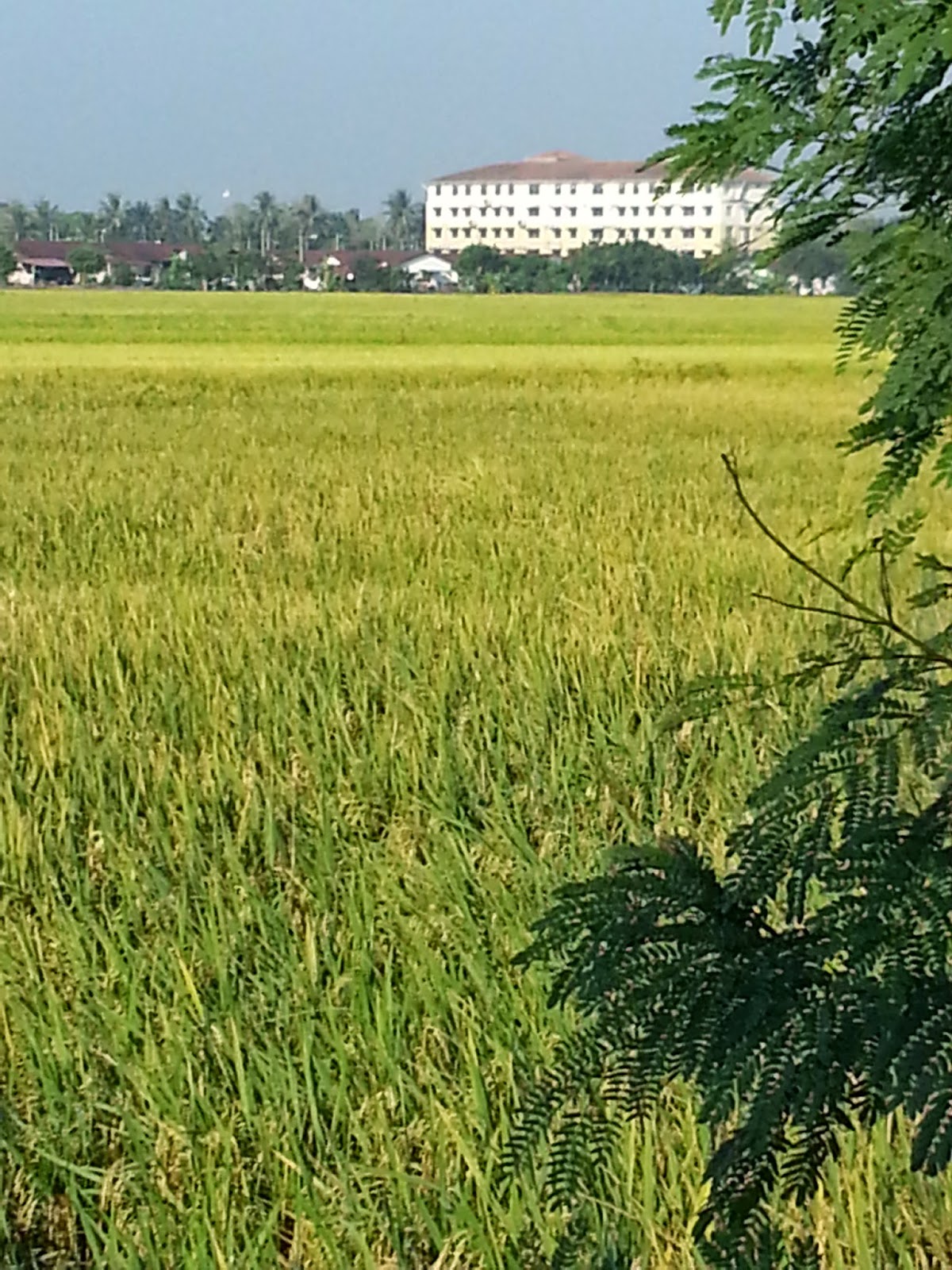 Musim menuai padi di Perlis ~ Homestay Tambun Tulang Arau Perlis