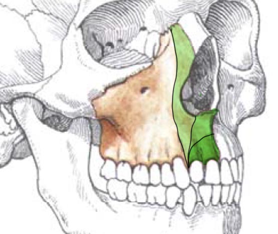 Резцовая кость, премаксила, Premaxilla