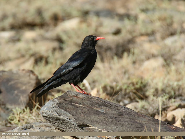 Birds: Crows of Pakistan | crow flying | crow eyes | well crow | crow ...