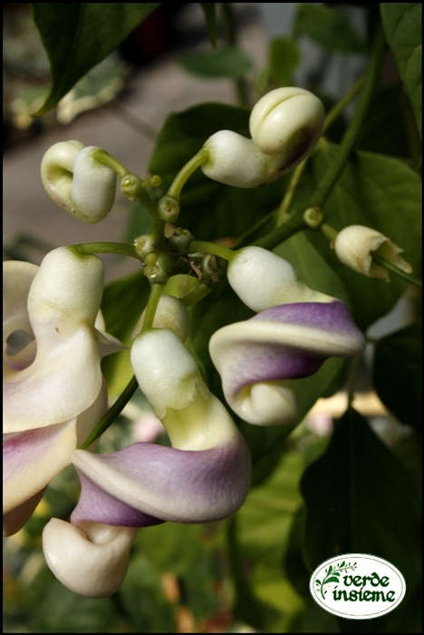 Phaseolus caracalla: una specie che "casca a fagiolo"