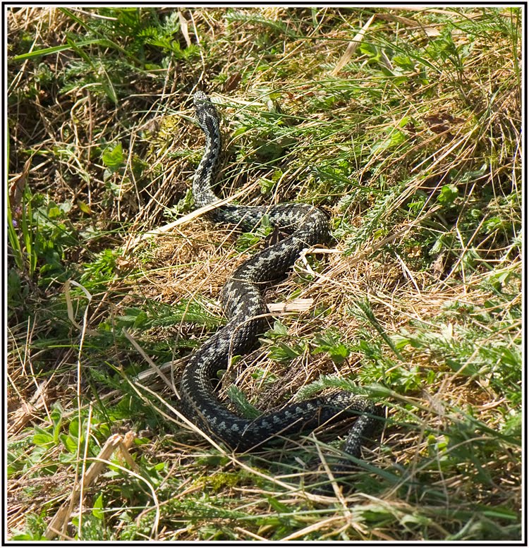 TOM DYRING WILDPHOTO / NN: "ORM"