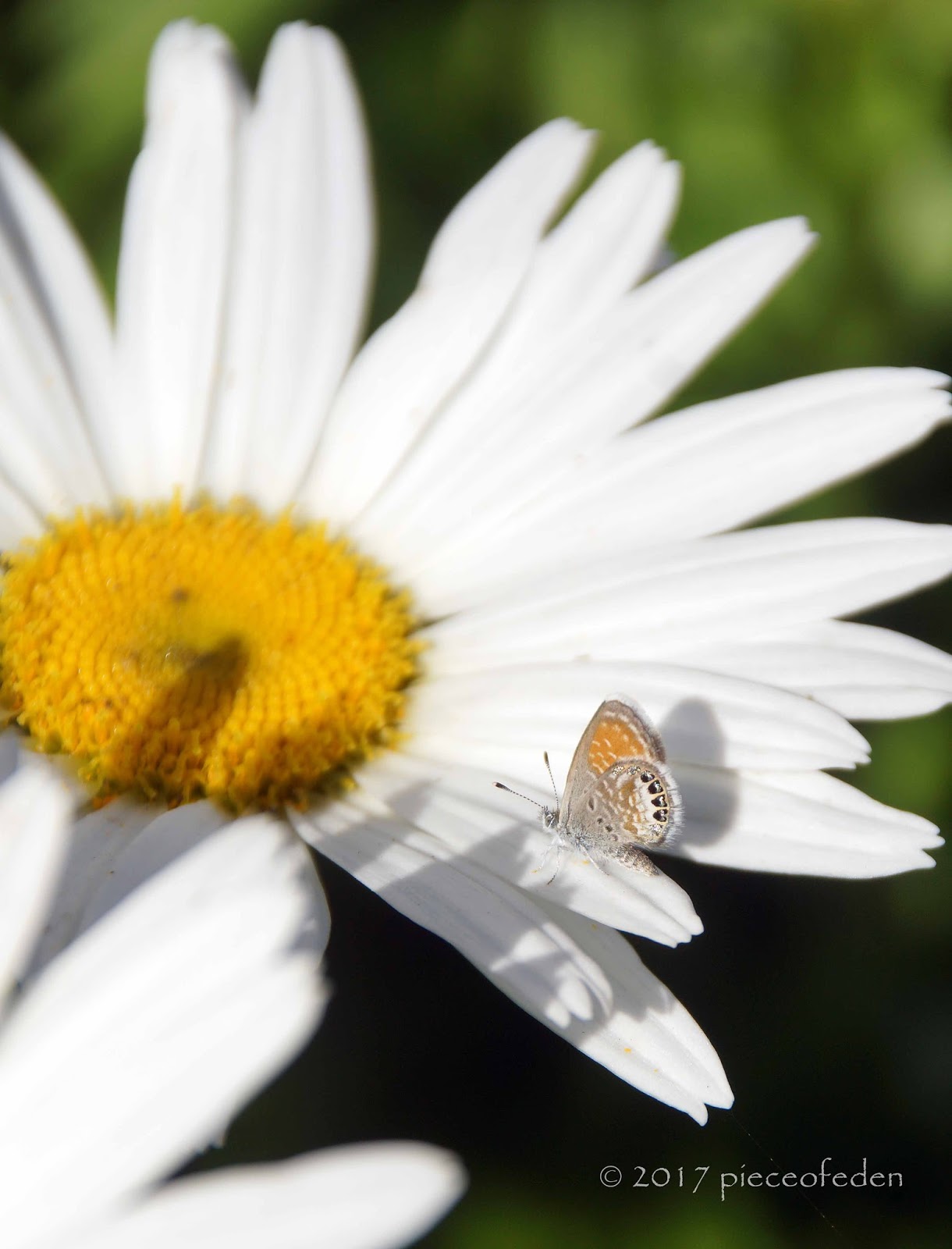 Western Pygmy-Blue Butterfly