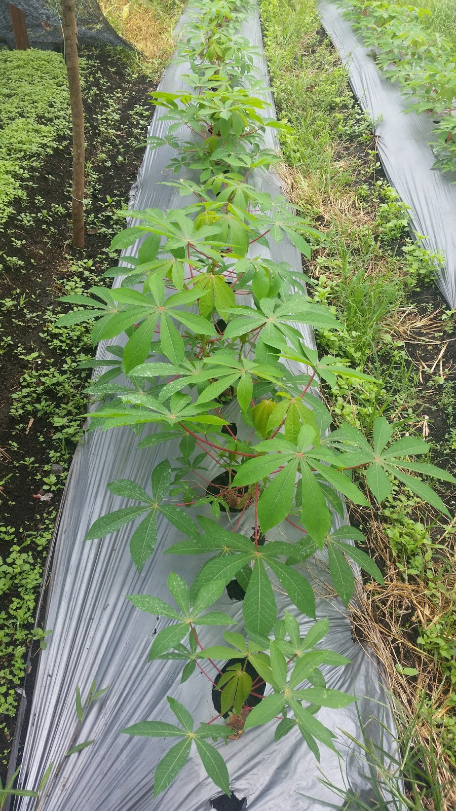 Warisan Petani: Ubi kayu 3 : Ubi Indon