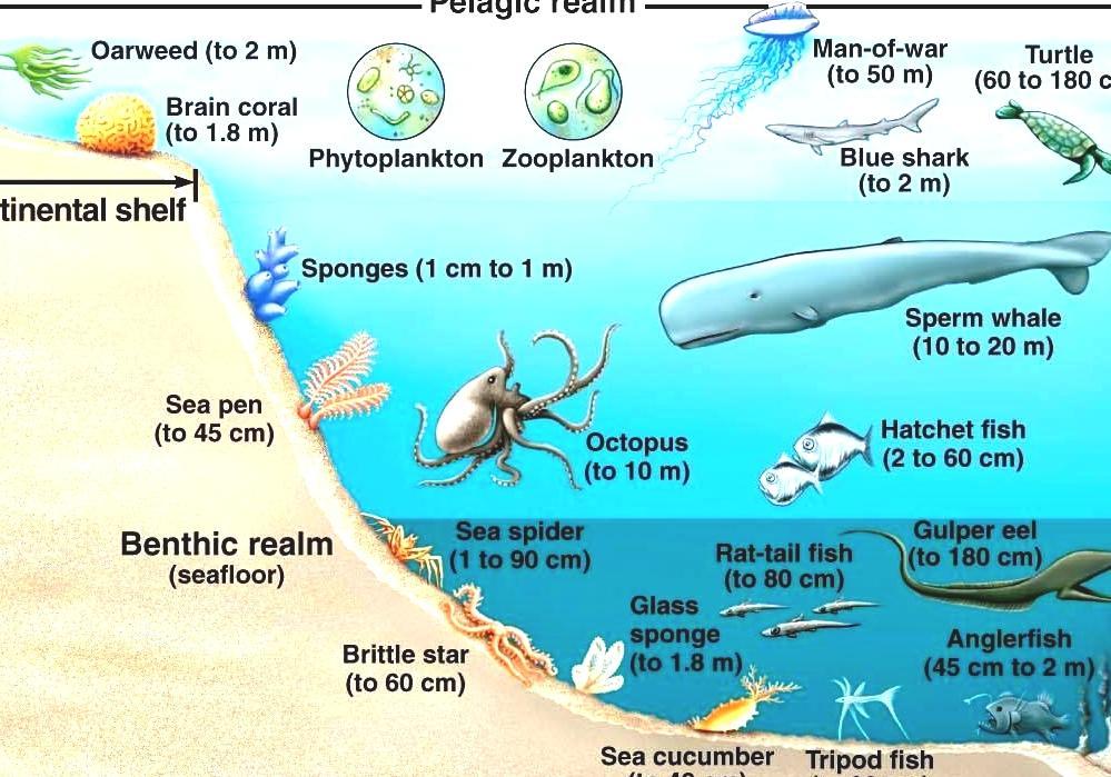 Photic Zone - Sunlight Zone Fish