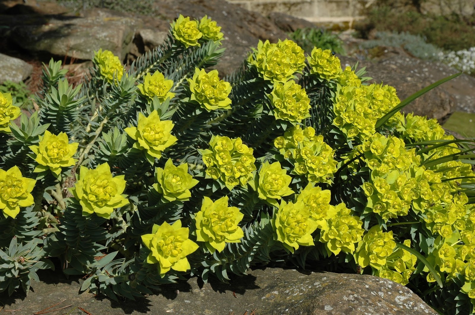 Euphorbia