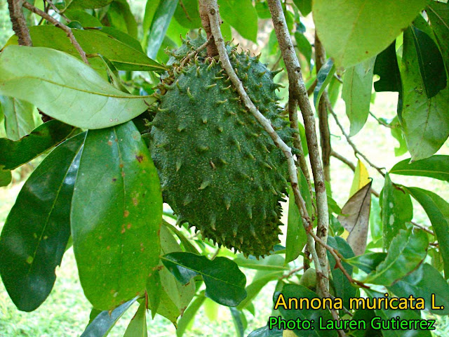 Medicinal Plants: Annona muricata, Soursop, Mulluramaphala, முள்ளு சீதா ...