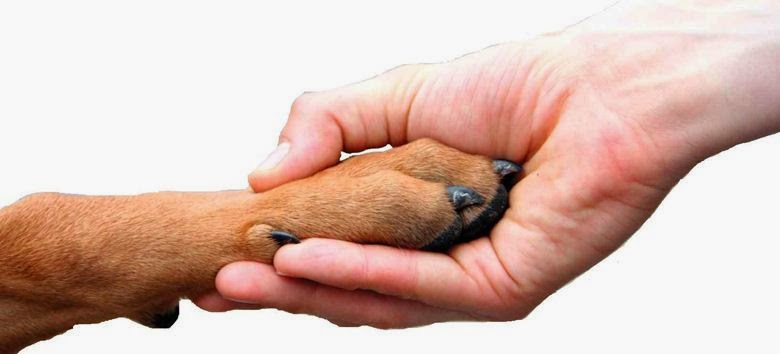 Pets-N-More: Pledge for New Dog Adopters