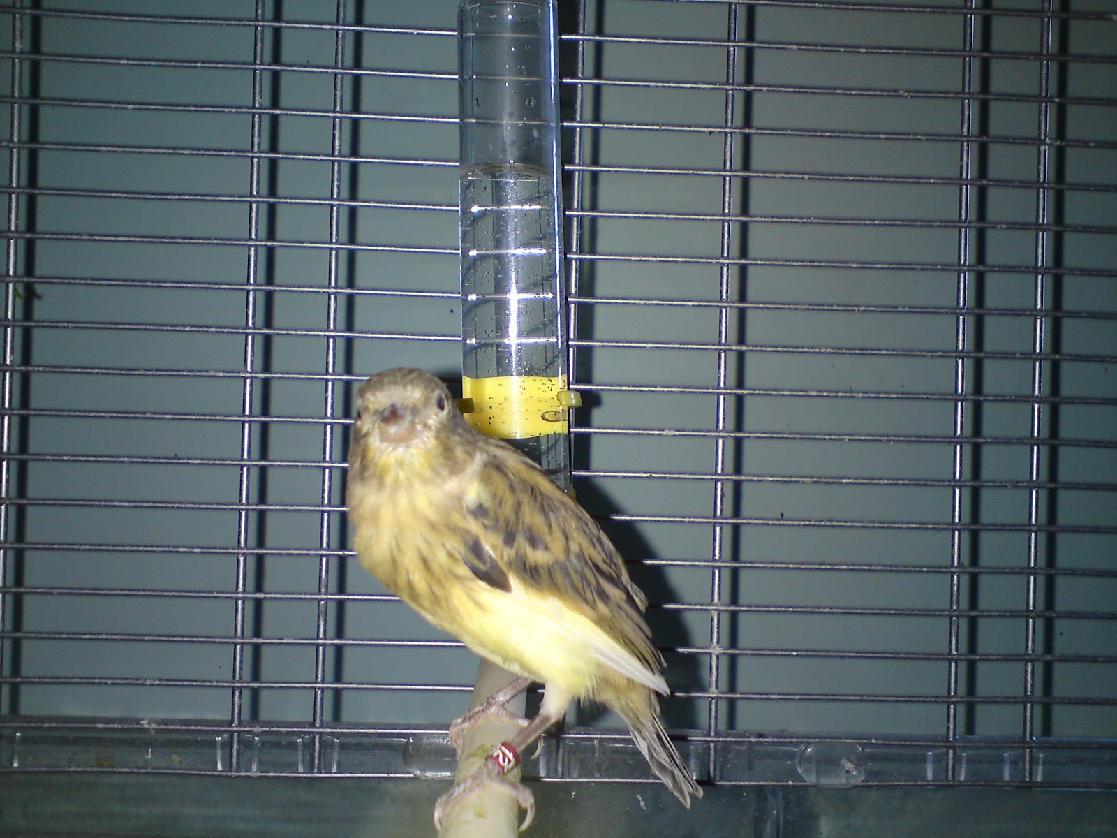 a scotch fancy canary blog
