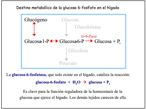 Somos Química: GLUCOGENOLISIS