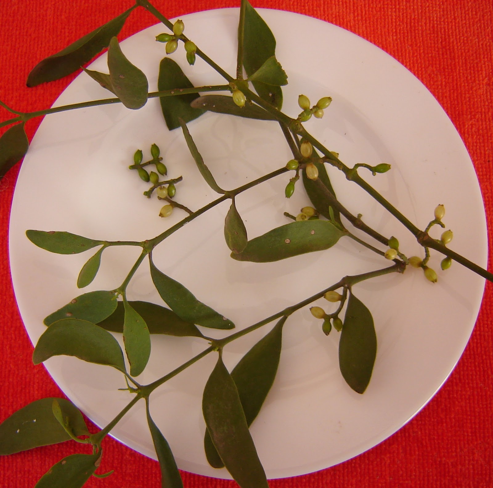 v e r d e c h a c o: Liga / Matapalo / Secapalo / Muérdago criollo