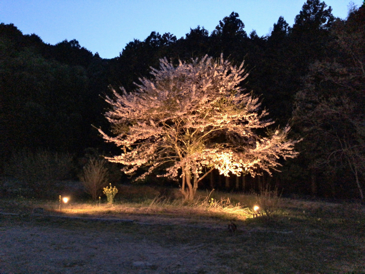 COLDCUBE blog: 羅漢