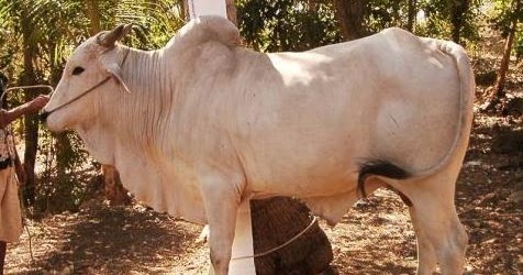 Dasar dasar ternak: Pengertian kesehatan ternak sapi potong