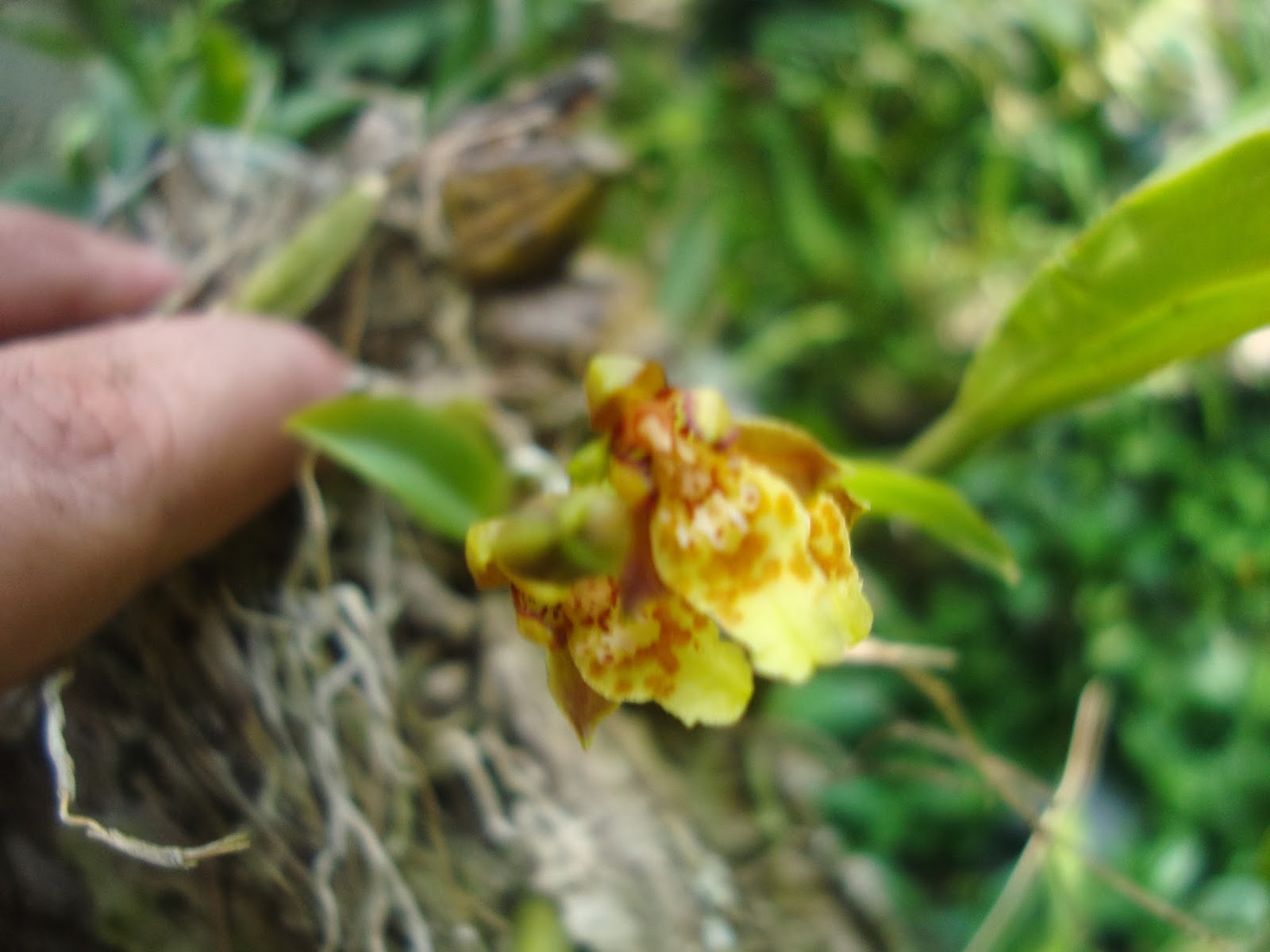 Orquídeas HElid: Leochilus Carinatus