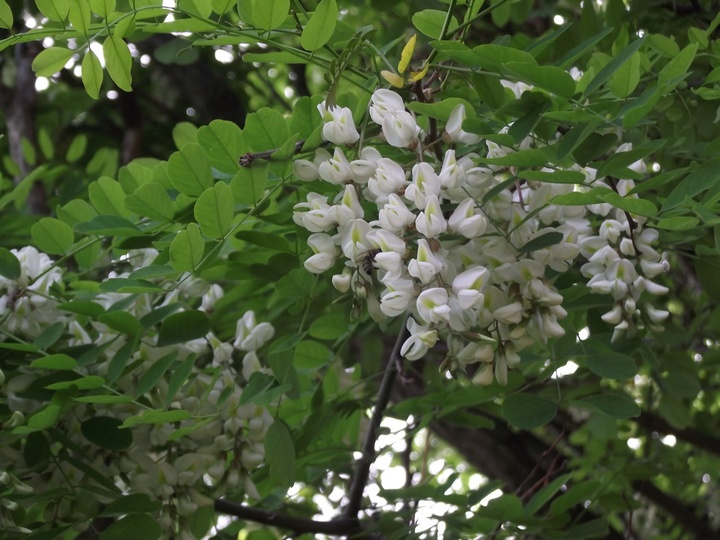 Stitchin' & Life in a Small Town: The Honey Locust are Blooming