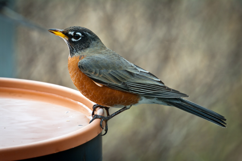The Whodunit Photographer: The Official First Robin of Spring