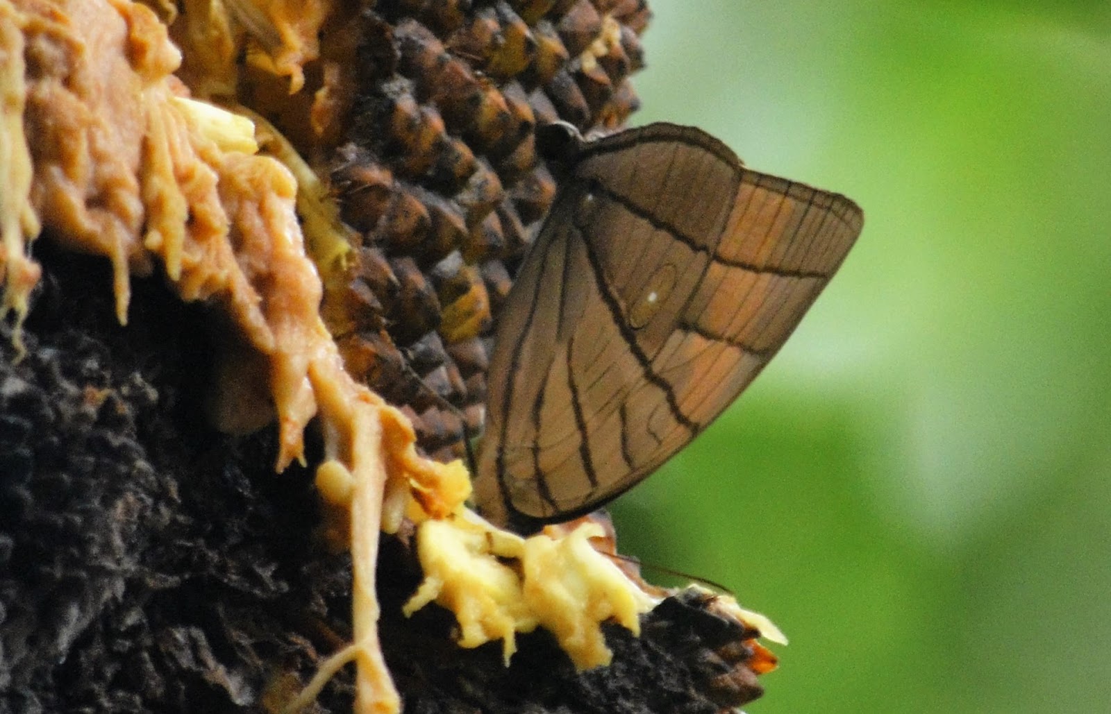 The Kambatik Park, Bintulu.: A butterfly mimicking a dry jungle leaf