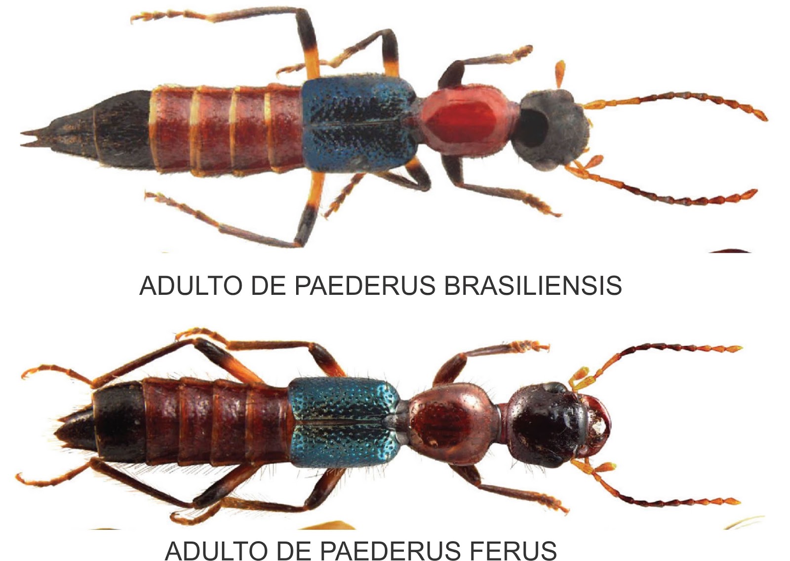 Dermatitis por Paederus, el bicho de fuego - Fumigaciones PROPARK