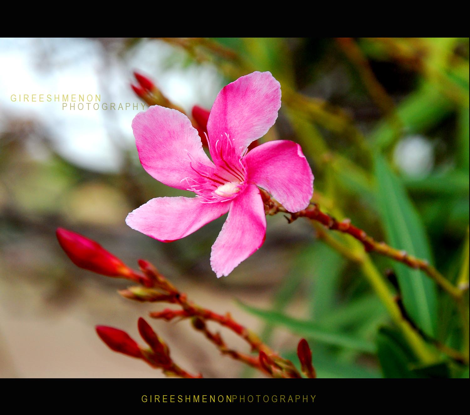 flowers - gireeshmenon: ചുവന്ന അരളി (red arali) Oleander flowers - gireeshmenon: ചുവന്ന അരളി (red arali) Oleander
