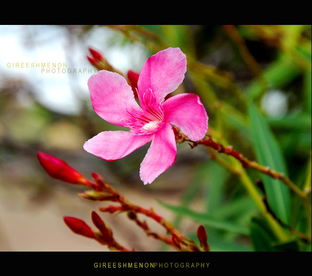 flowers - gireeshmenon: ചുവന്ന അരളി (red arali) Oleander
