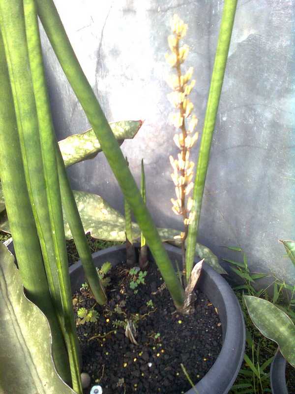 Koleksi Sansevieria