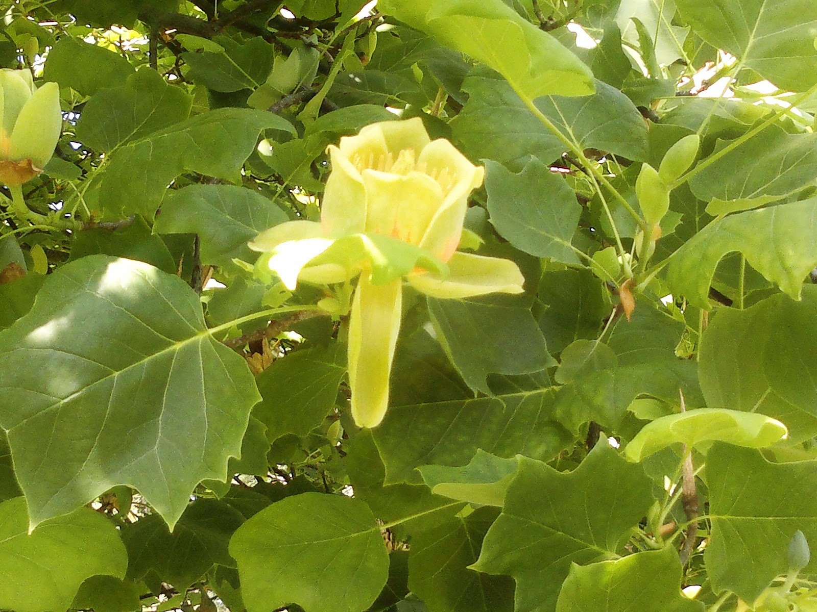 PEGASUS: Liriodendro / Tulipeiro da Virgínia (Liriodendron tulipifera) II