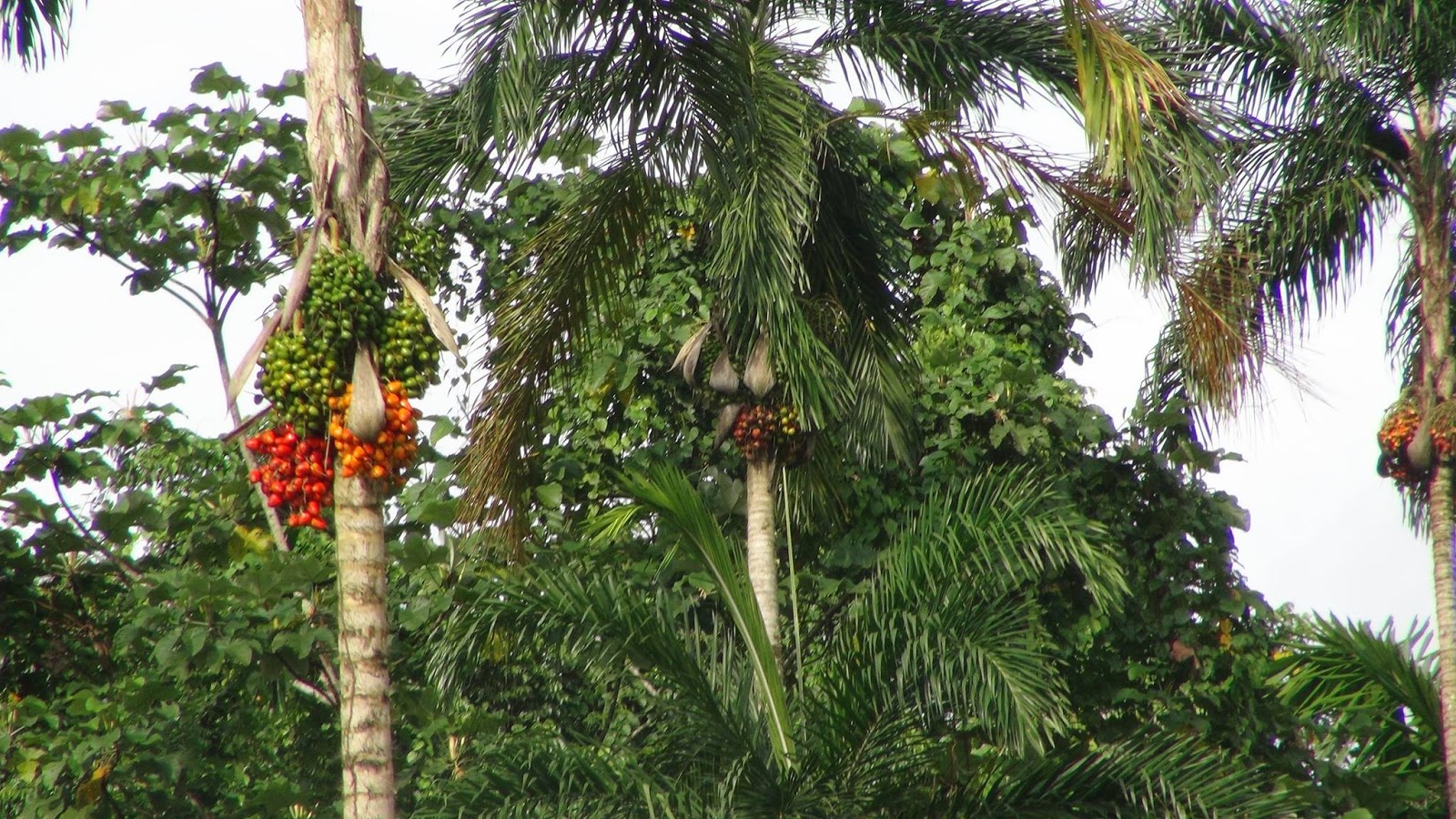 TURISMO CANTÓN ARCHIDONA : GASTRONOMÍA TRADICIONAL