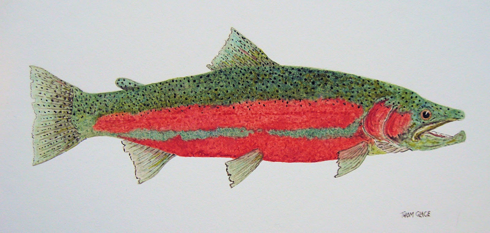 Daily Painters of Pennsylvania: 'Watercolor Study of a Male Steelhead ...