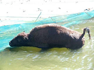 Funny Cool Pictures: Animals Feel Hot In Summer