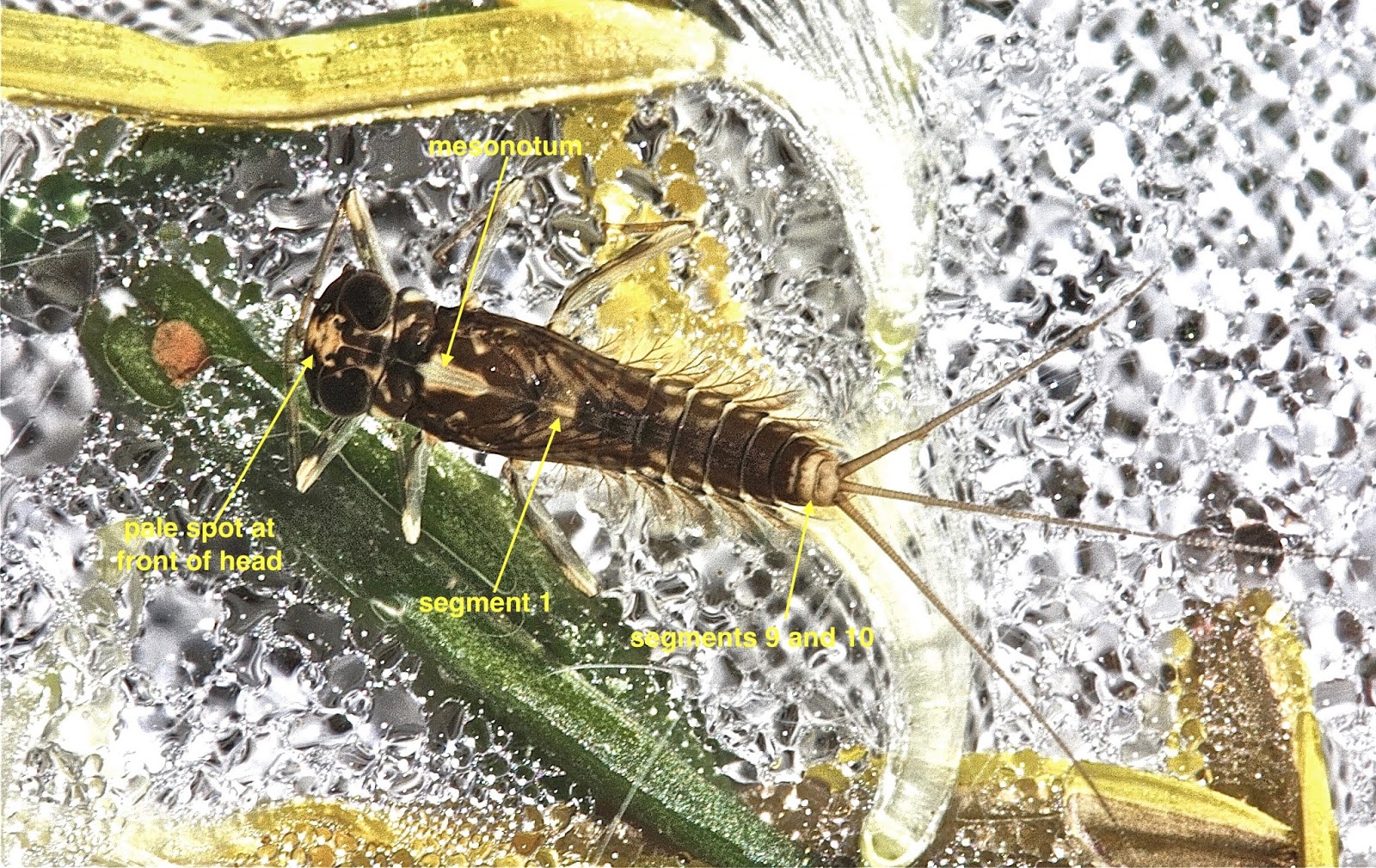 Aquatic Insects of Central Virginia: April 2018