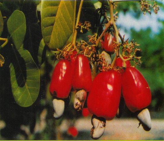 Inilah Panduan Budidaya Jambu Mete | Info Pertanian