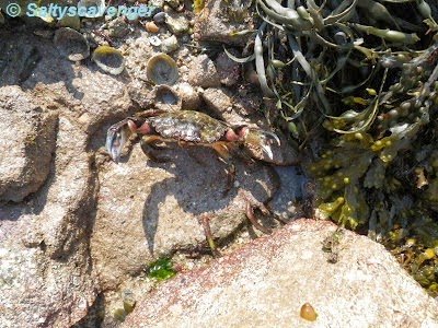 Rock Pooling: Common Crustaceans of the shore