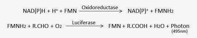 B for Biology: Spectrophotometry - Luminometry
