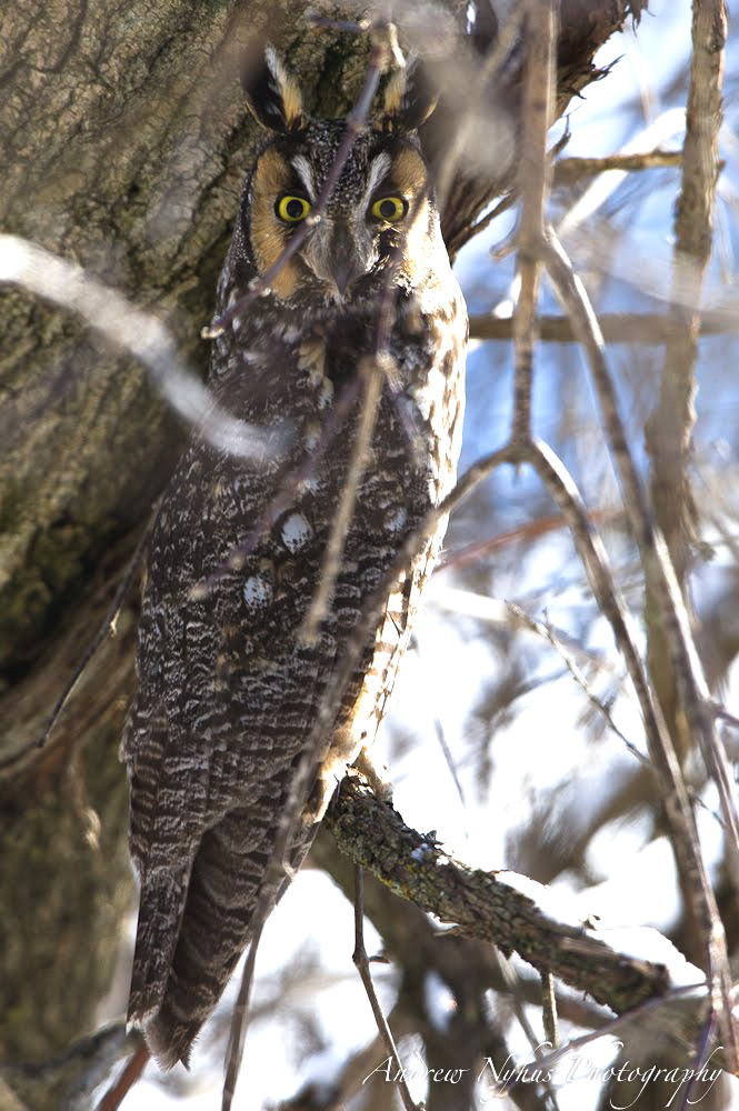 troutbirder: Owls