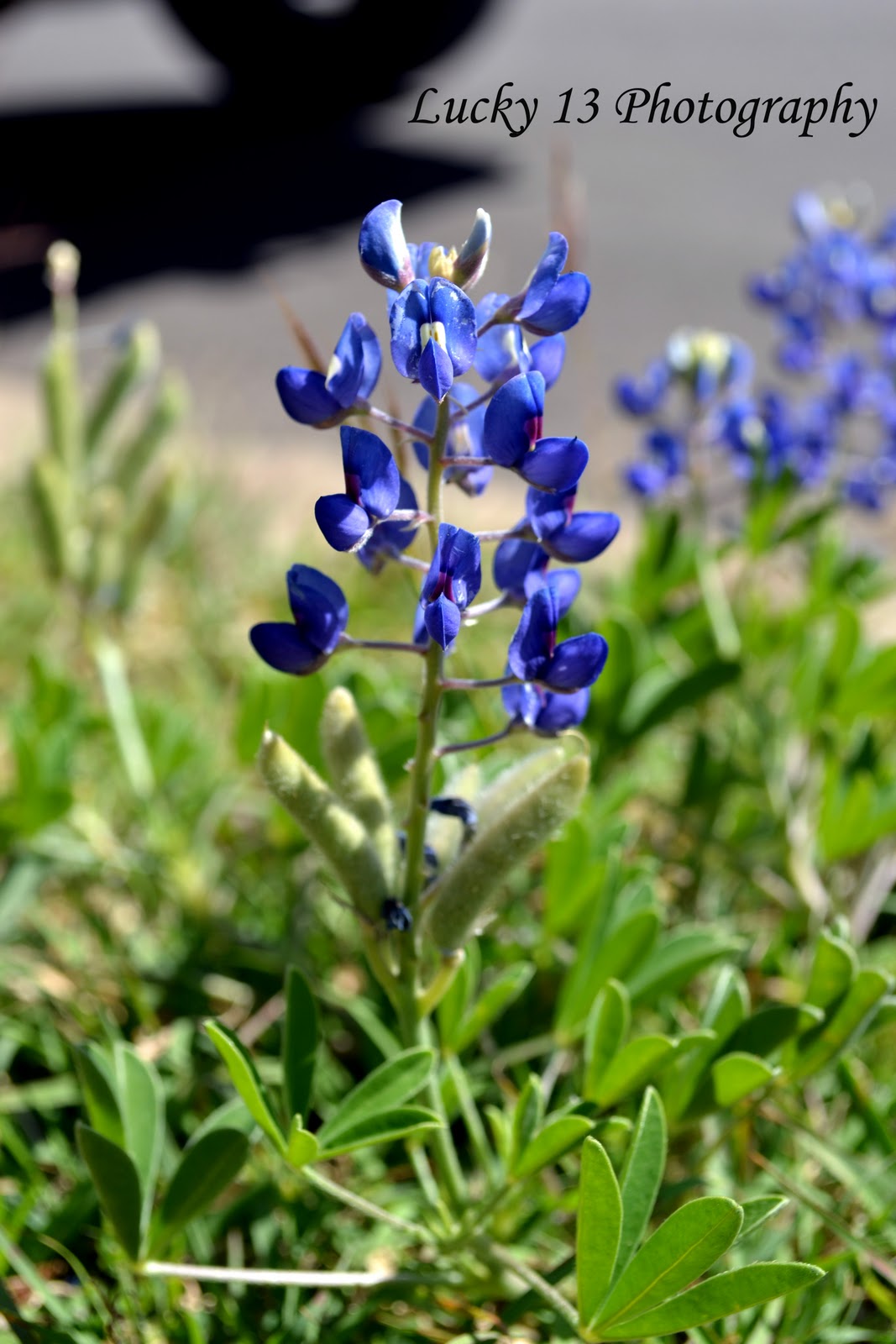 Lucky 13 Photography: Texas Bluebonnets 2011