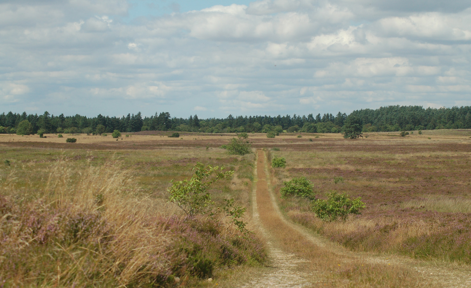 Thyra: Harrild Hede, The Jutland Heath in August