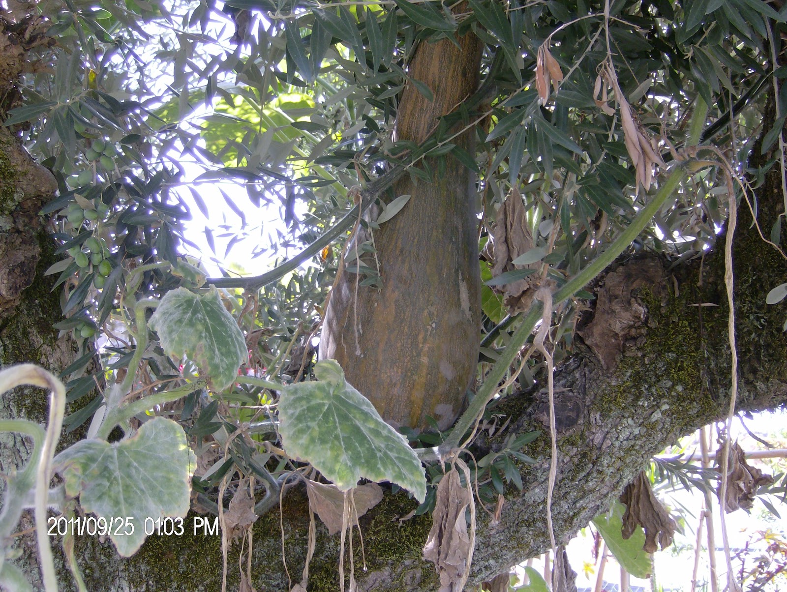 A HORTA DO JOÃO: Aboboras e mogangos