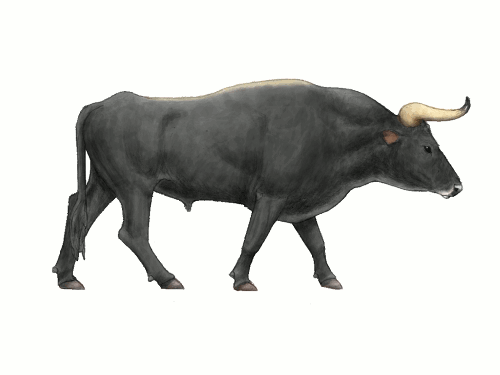 The Breeding-back Blog: B.p. namadicus: bone material + new artworks